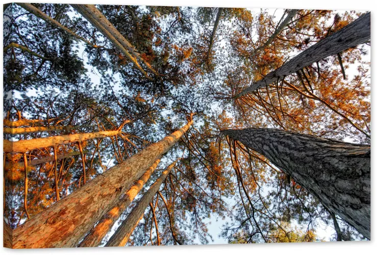 Tablou luminos in intuneric GlowforHome Sub padurea de pini toamna 60 ...