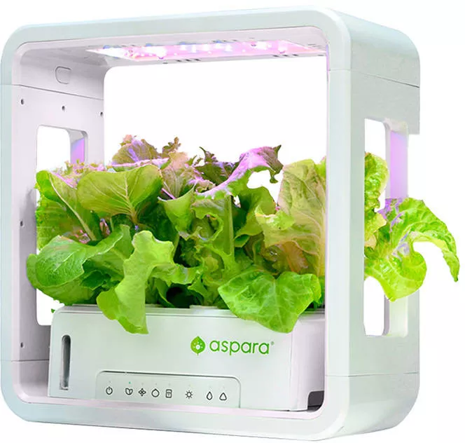 Ghiveci inteligent aspara de GrowGreen Stylist Lite Smart Grower