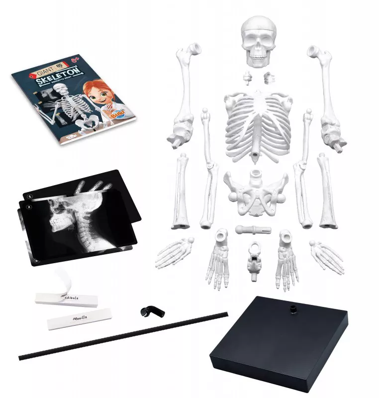 Set educativ Schelet 85 cm MGS_BK2181 - cel.ro