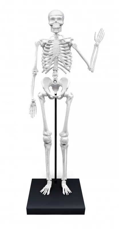 Set educativ Schelet 85 cm MGS_BK2181 - cel.ro