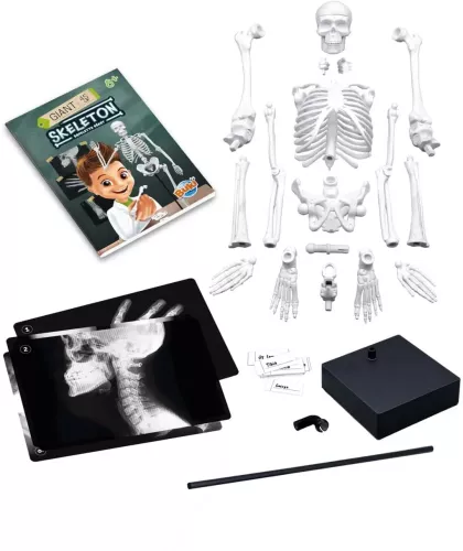 Schelet 45 cm bmbv_405101089 - cel.ro