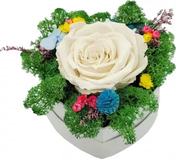 Aranjament inima mica cu licheni si trandafir criogenat alb 11cm ...