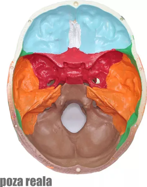 Craniu uman artificial model didactic medical colorat 3 parti