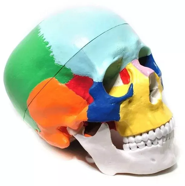 Craniu uman artificial model didactic medical colorat 3 parti 12218-01 ...