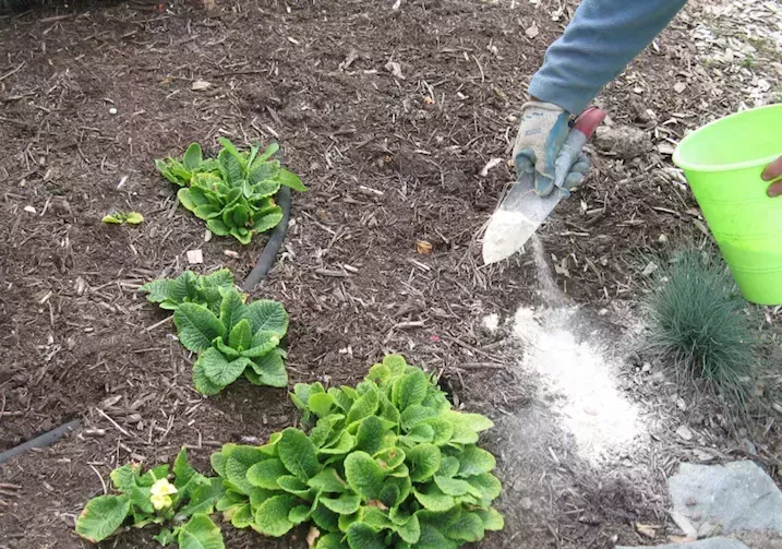 Produs paduchi pasari curte purici caini si pisici - Pamant de Diatomee ...