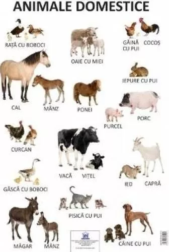 Plansa - Animale domestice 978-606-683-100-3 - cel.ro