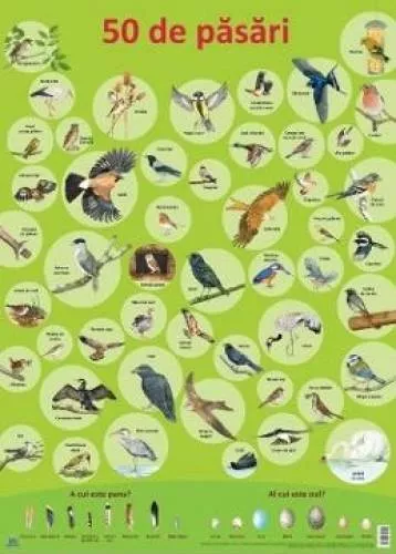 Plansa 50 de pasari 978-606-683-713-2 - cel.ro