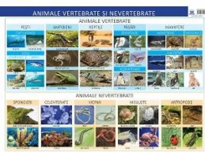 Plansa Animale vertebrate si nevertebrate - Florica Alexandrescu - cel.ro